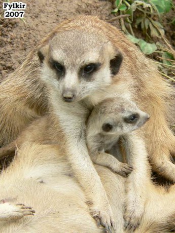 Příroda a Zvířata - Fotoalbum - surikaty - zajímavé surikaty - P1360424.JPG